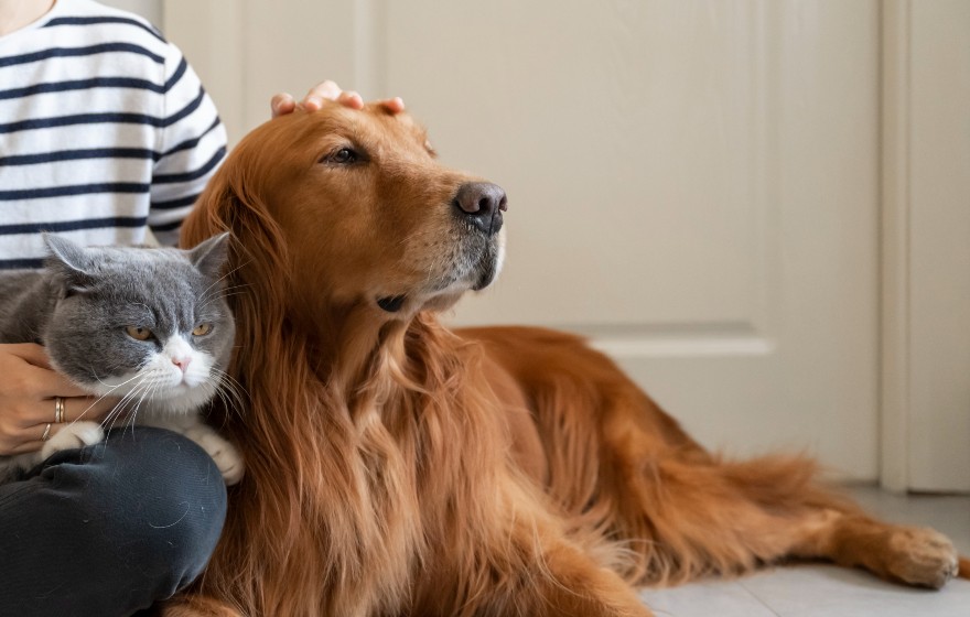 Welcome to Masterpet